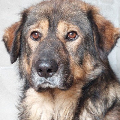 Haiduc :: Happy Dogs of Romania